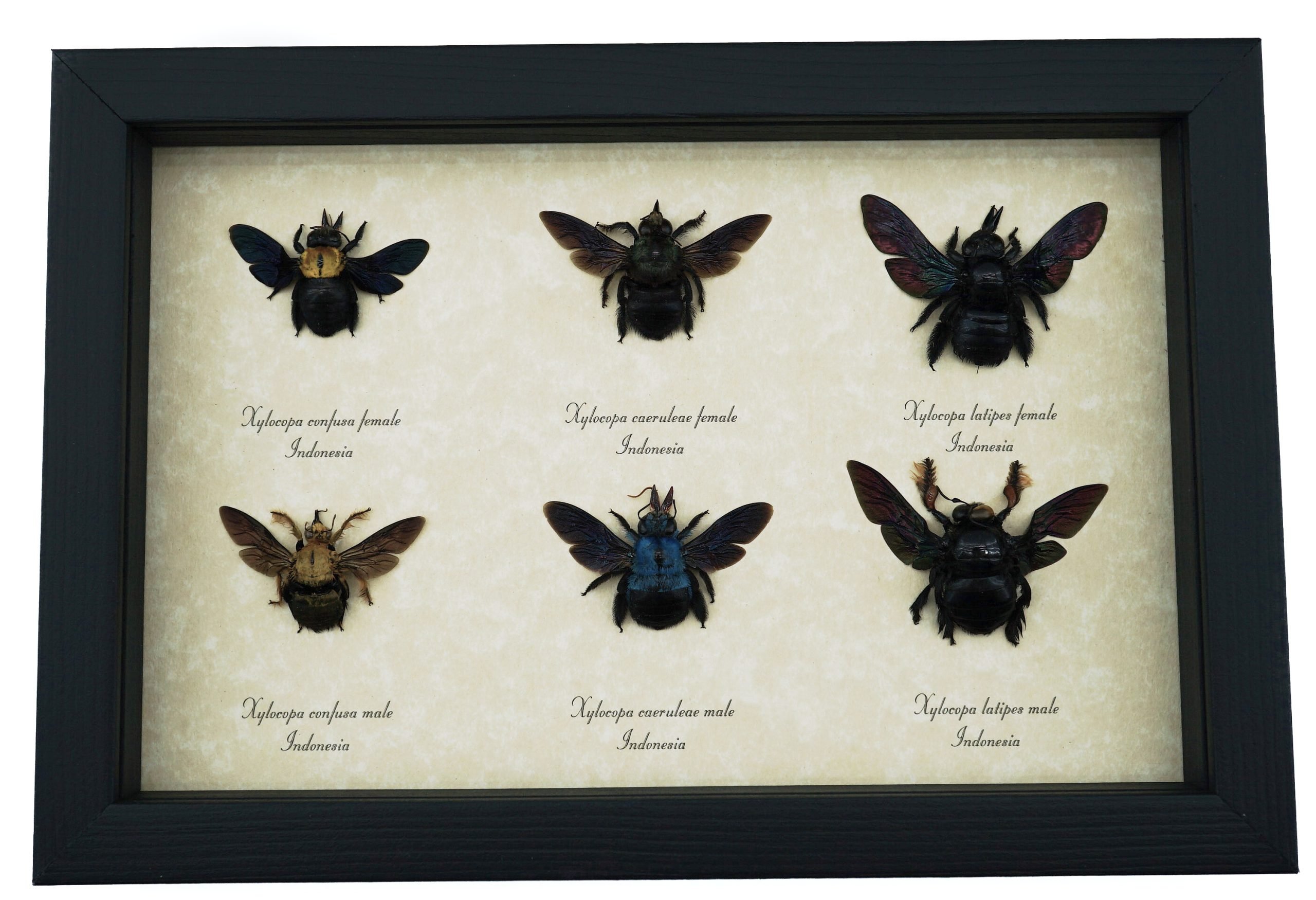 Carpenter Bee Collection Blue Gold Rainbow - Bees Framed