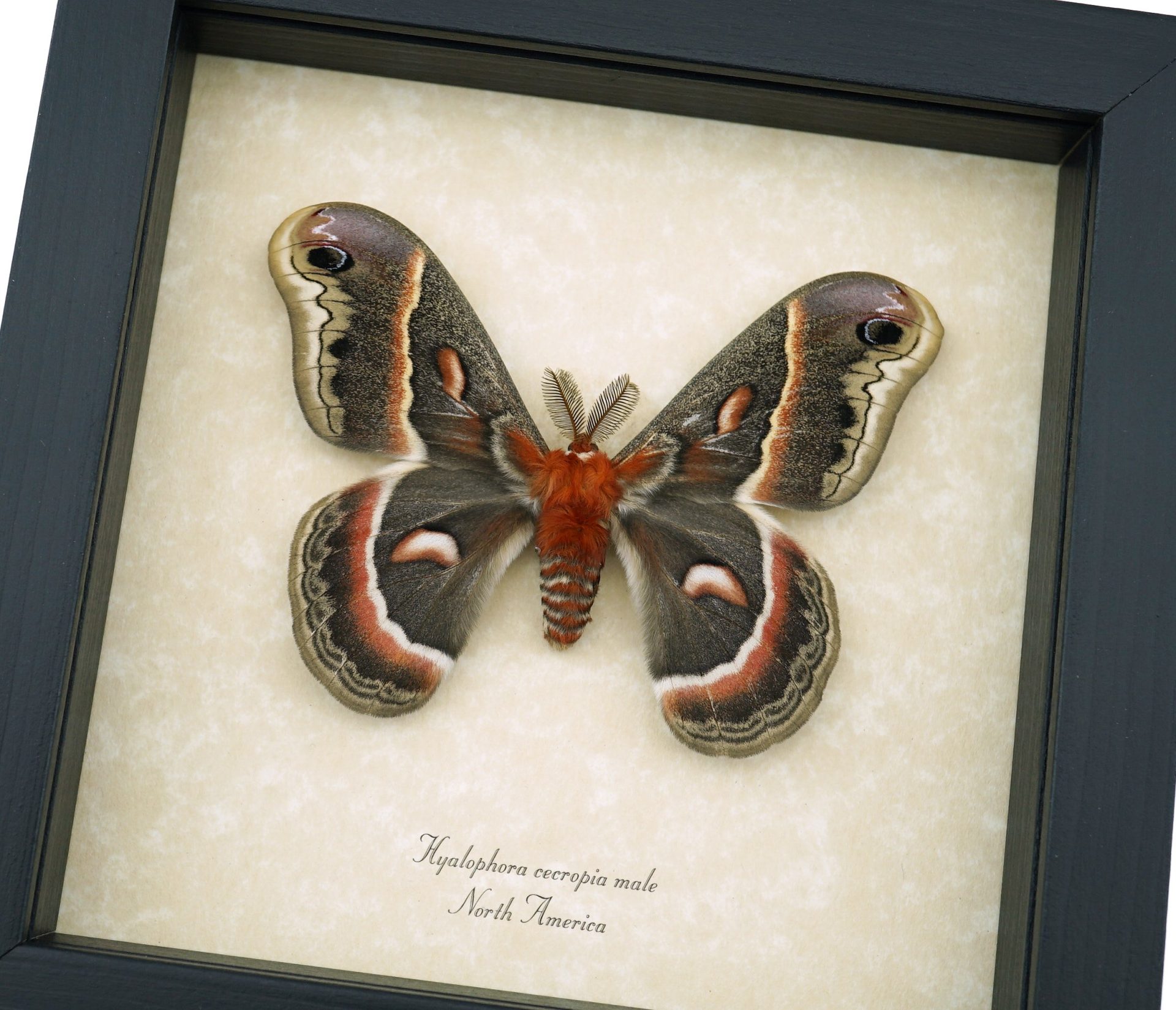 Hyalophora cecropia Moth Male - Large 4" Wingspan