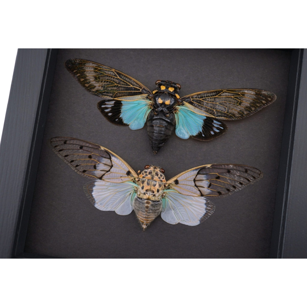 Ghost Cicada Collection Blue White Cicadas - Framed Taxidermy