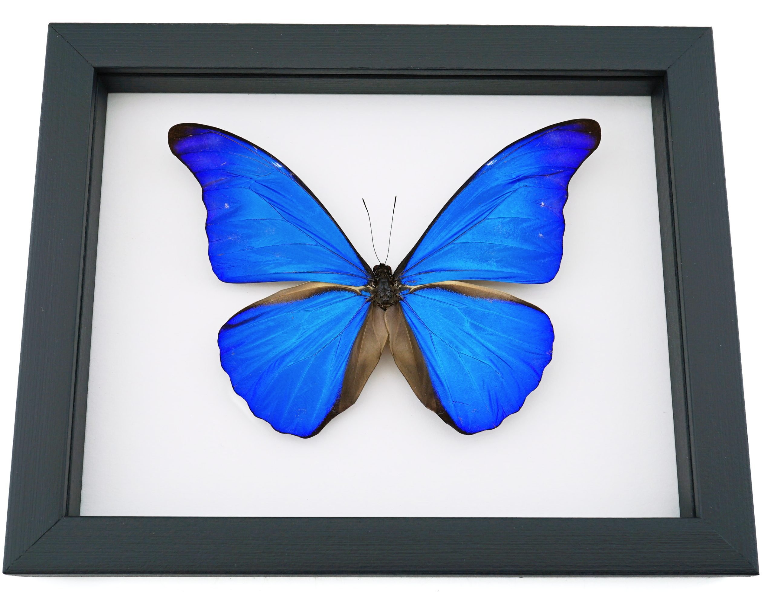 Morpho rhetenor cacica - Blue Morpho Butterfly