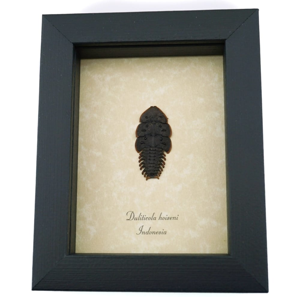 Trilobite Beetle Duliticola hoiseni - Framed Taxidermy Display