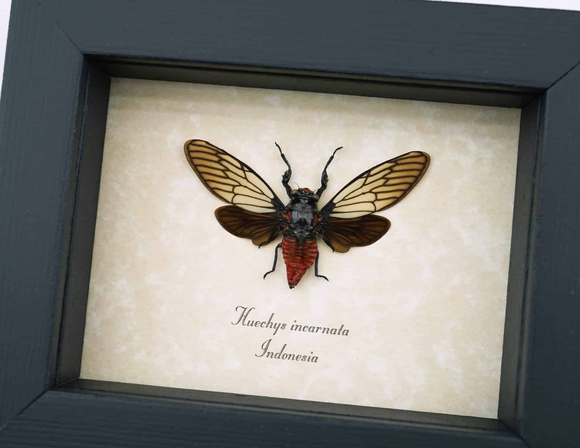 Huechys incarnata Red Devil Cicada - Framed Insect Taxidermy
