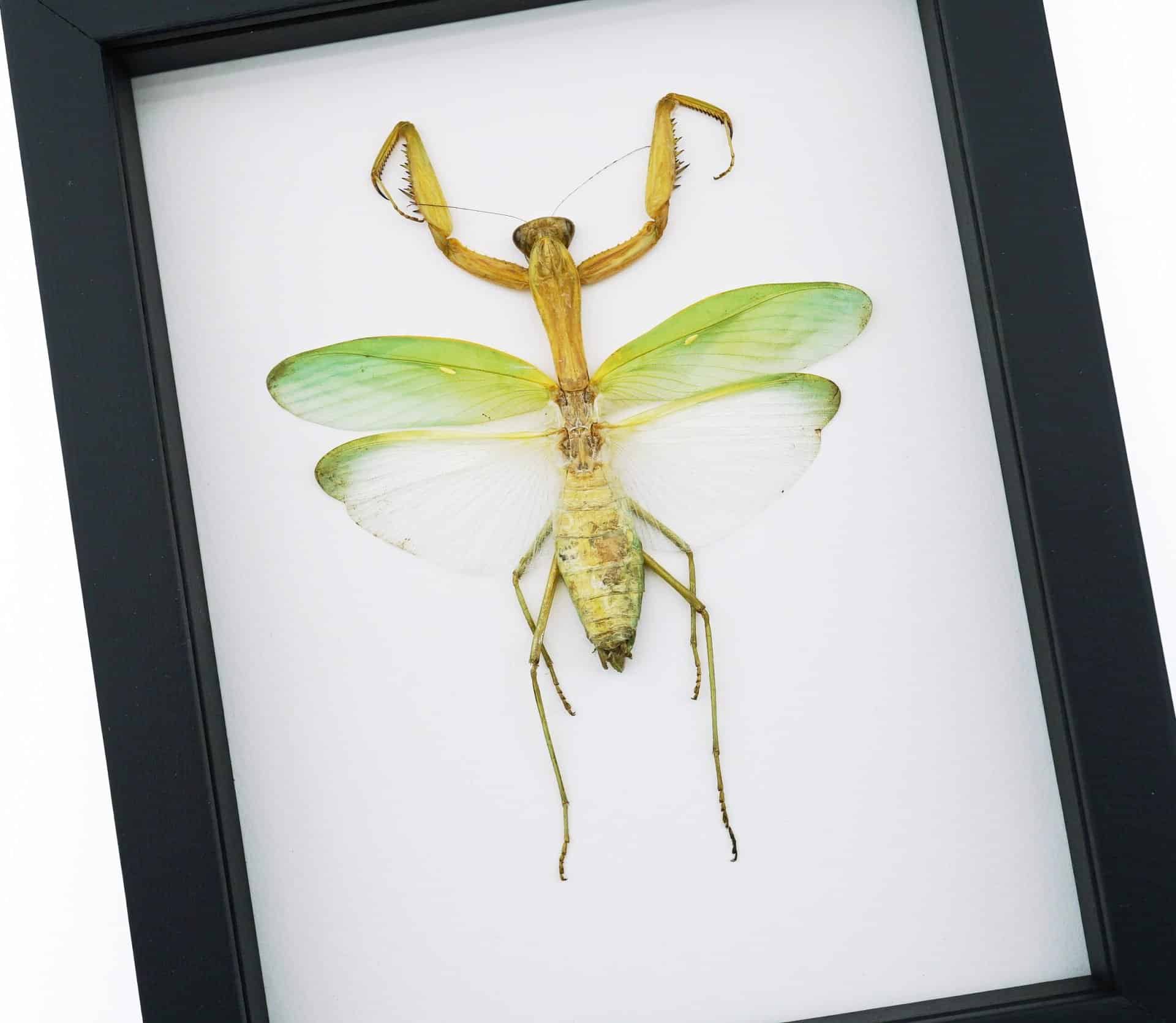 Green Praying Mantis - Real Framed Insect Taxidermy