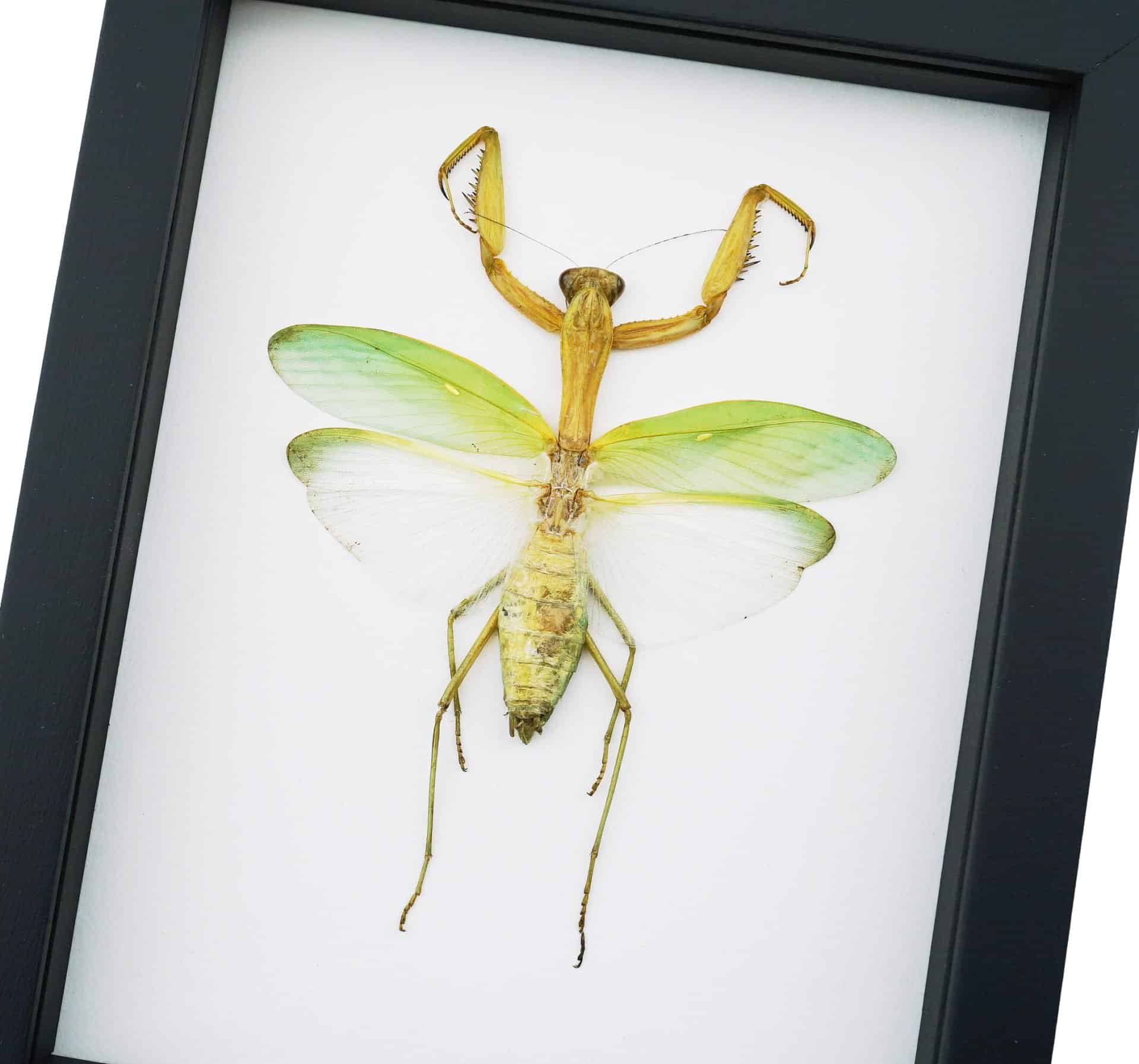 Green Praying Mantis - Real Framed Insect Taxidermy