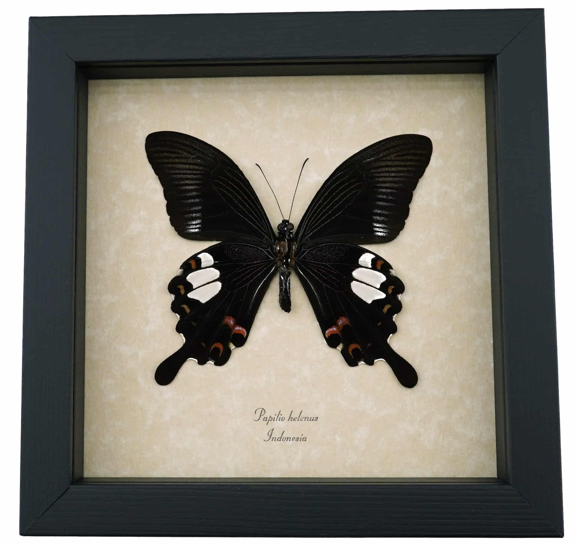 Papilio helenus verso Red Helen - Swallowtail Butterfly Framed