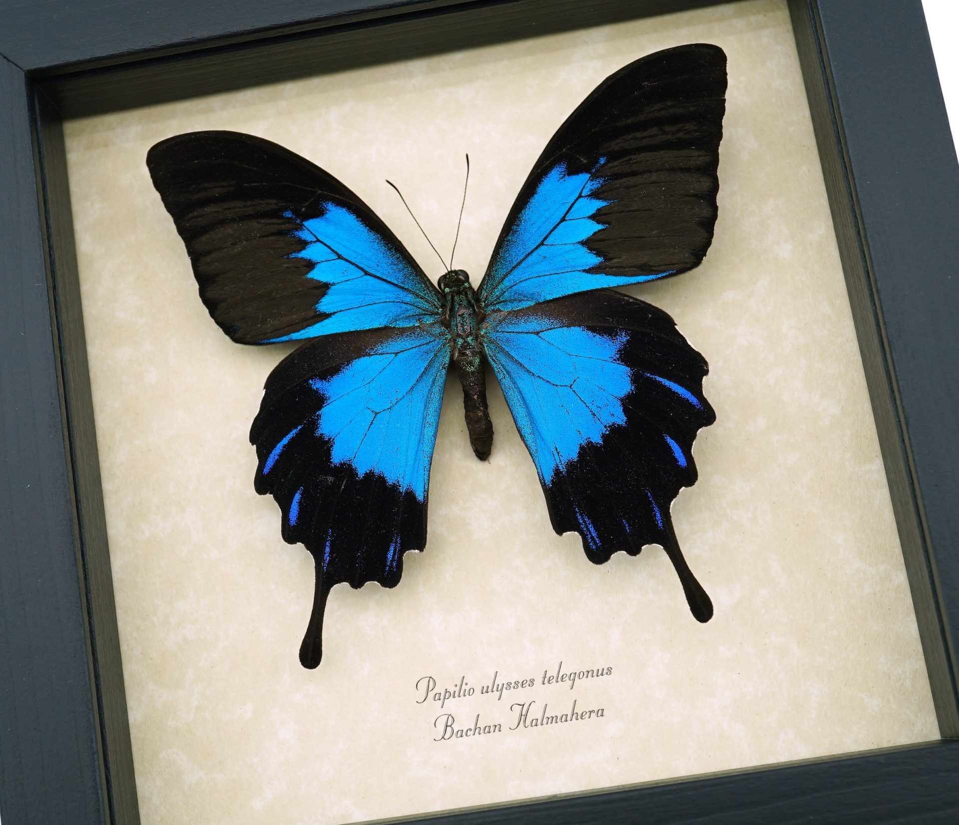 Papilio telegonus Blue Mountain Swallowtail - Taxidermy Butterfly