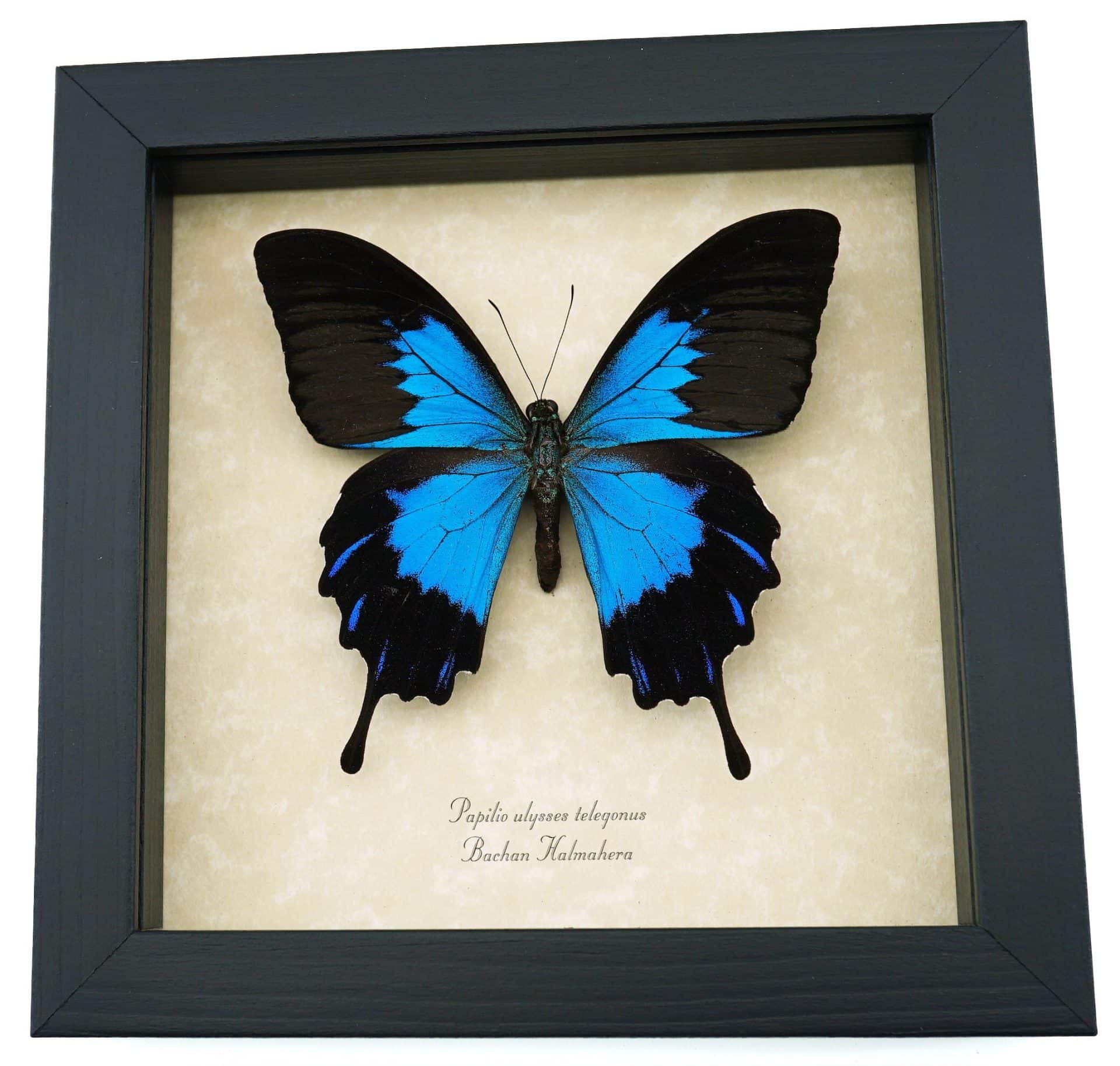 Papilio telegonus Blue Mountain Swallowtail - Taxidermy Butterfly