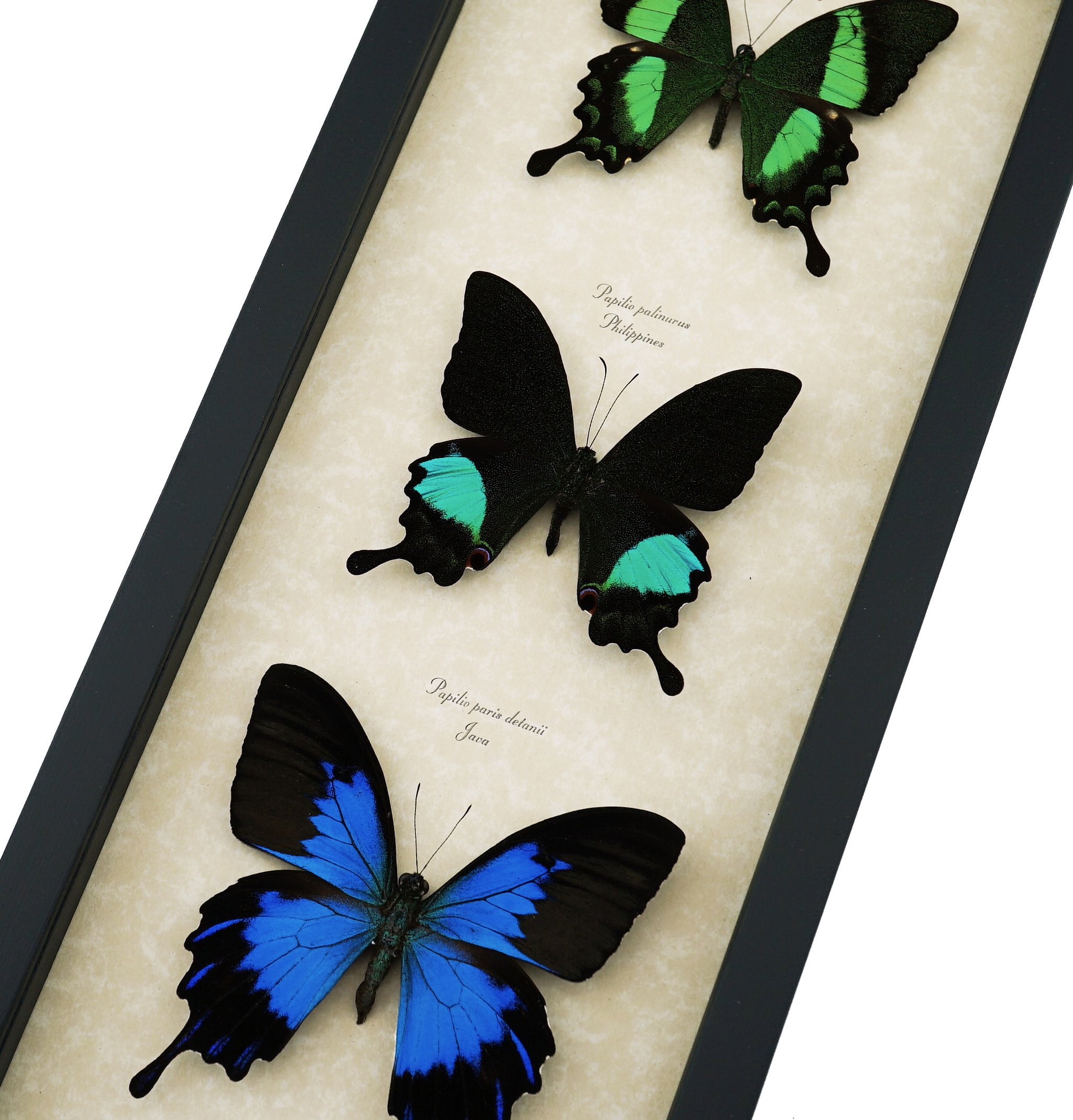 Butterfly Trio Papilio paris palinurus ulysses telegonus