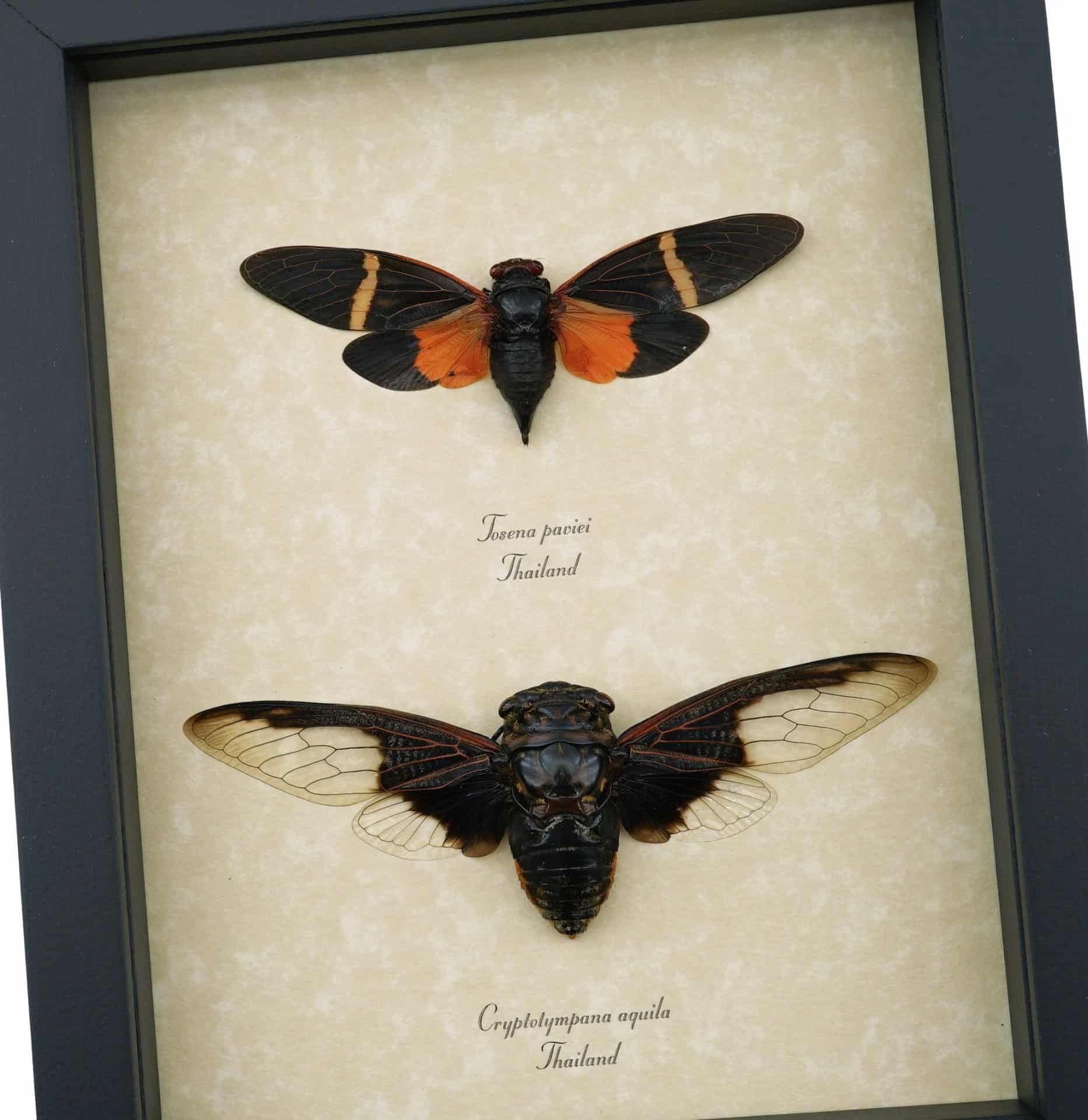 Cicada Collection Halloween Bat Winged Cicadas