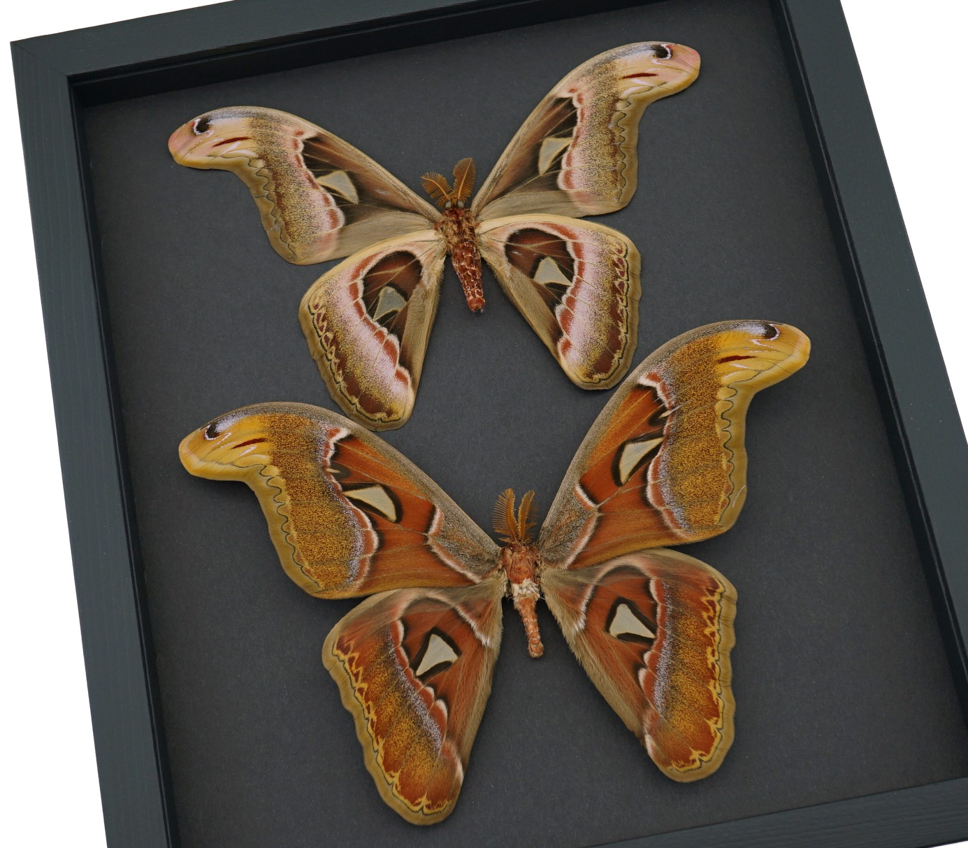 Atlas Moth Collection Real Framed Snake Head Moths