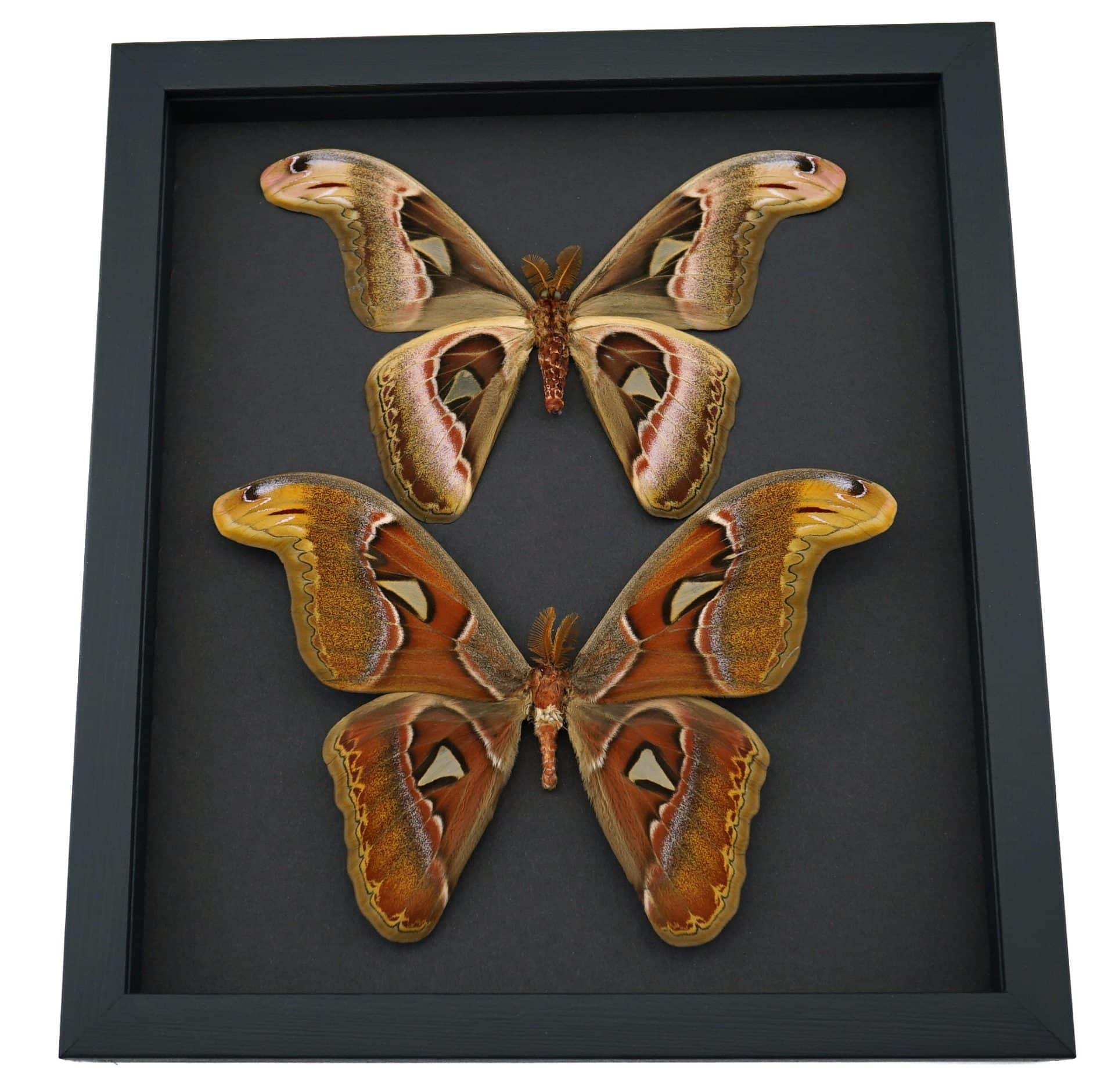 Atlas Moth Collection Real Framed Snake Head Moths