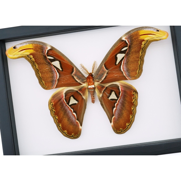 Atlas Moths - Attacus atlas moth - Framed by Butterfly Designs USA