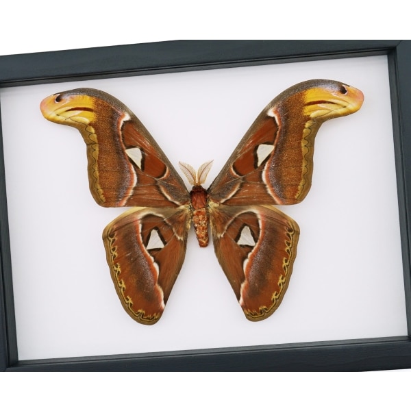 Atlas Moths - Attacus atlas moth - Framed by Butterfly Designs USA