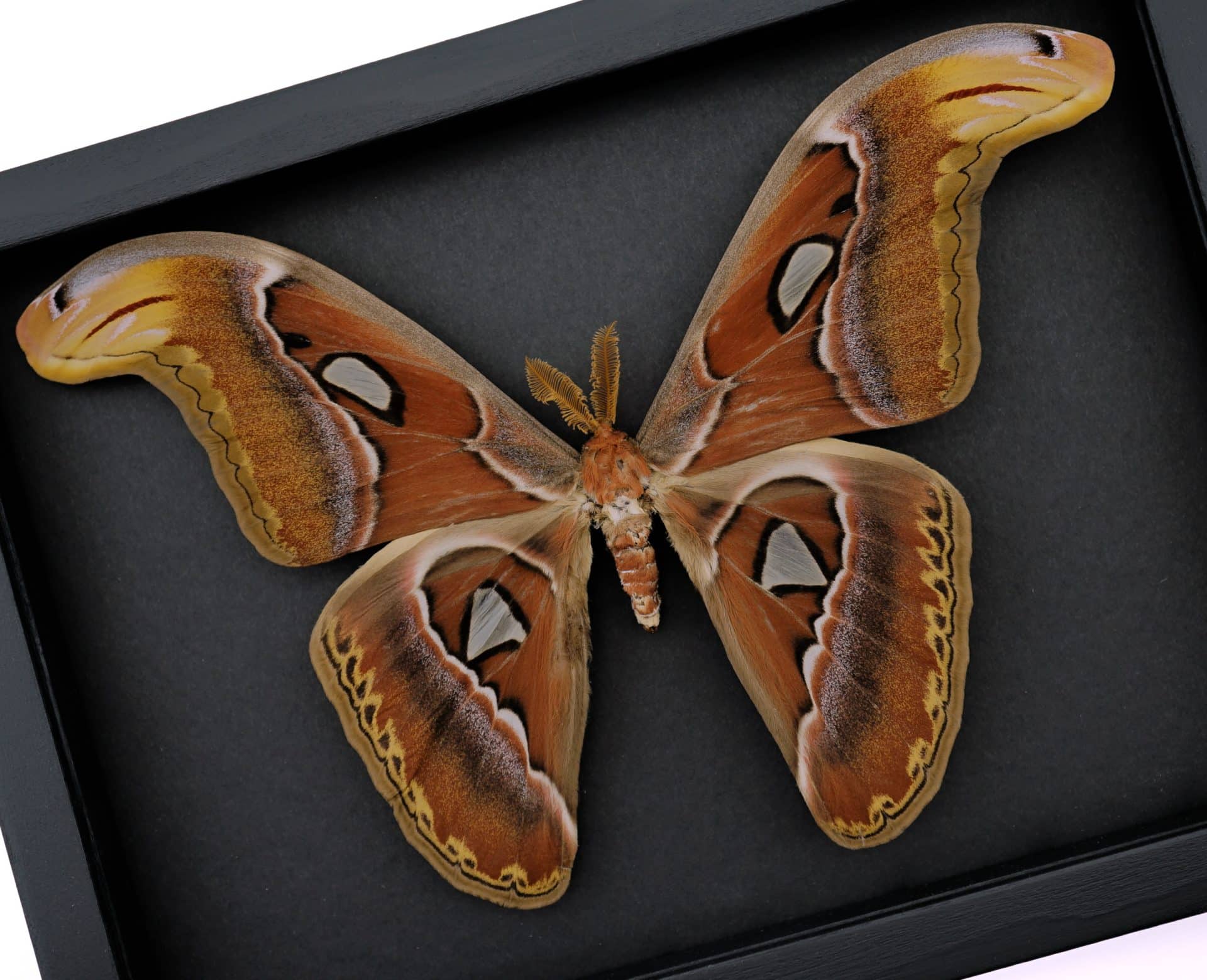 Attacus atlas Male Moth 8 1/4"+ Wingspan - Xlarge Framed
