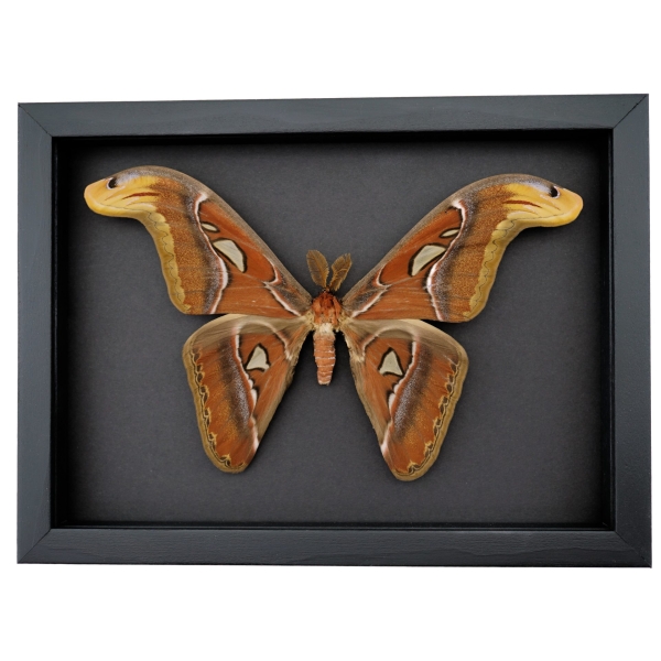 Attacus Atlas Male Moth 7 3/4"+ Wingspan - large Snake Head