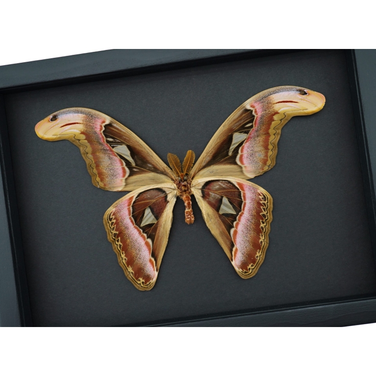 Atlas Moths - Attacus atlas moth - Framed by Butterfly Designs USA