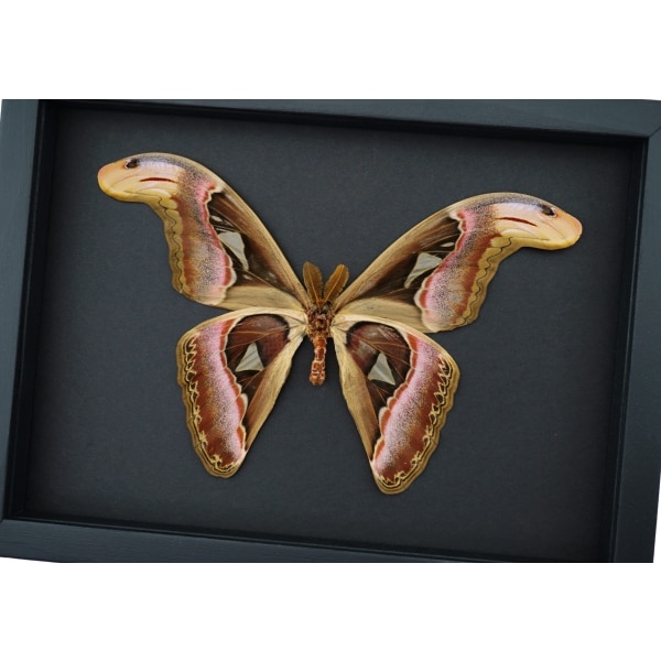 Atlas Moths - Attacus atlas moth - Framed by Butterfly Designs USA