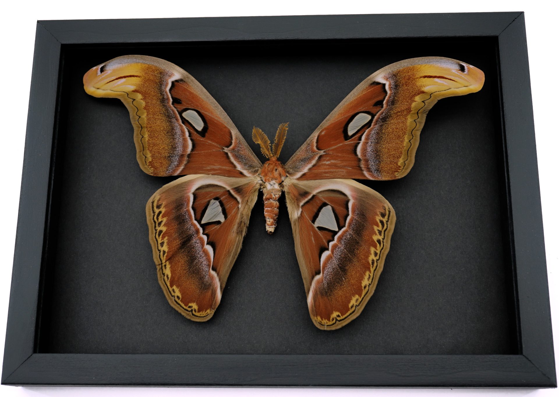 Attacus atlas Male Moth 8 1/4"+ Wingspan - Xlarge Framed