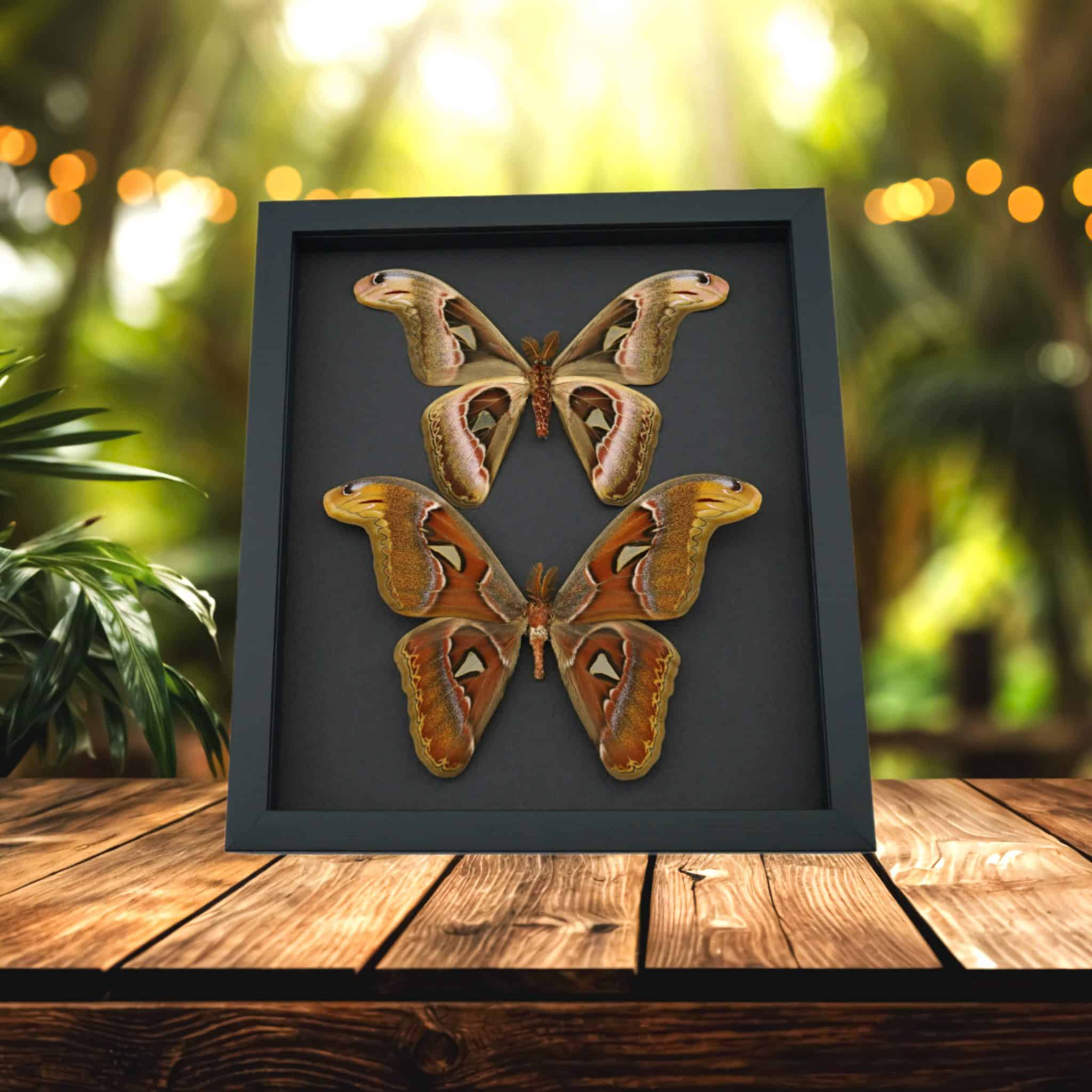 Atlas Moth Collection Real Framed Snake Head Moths