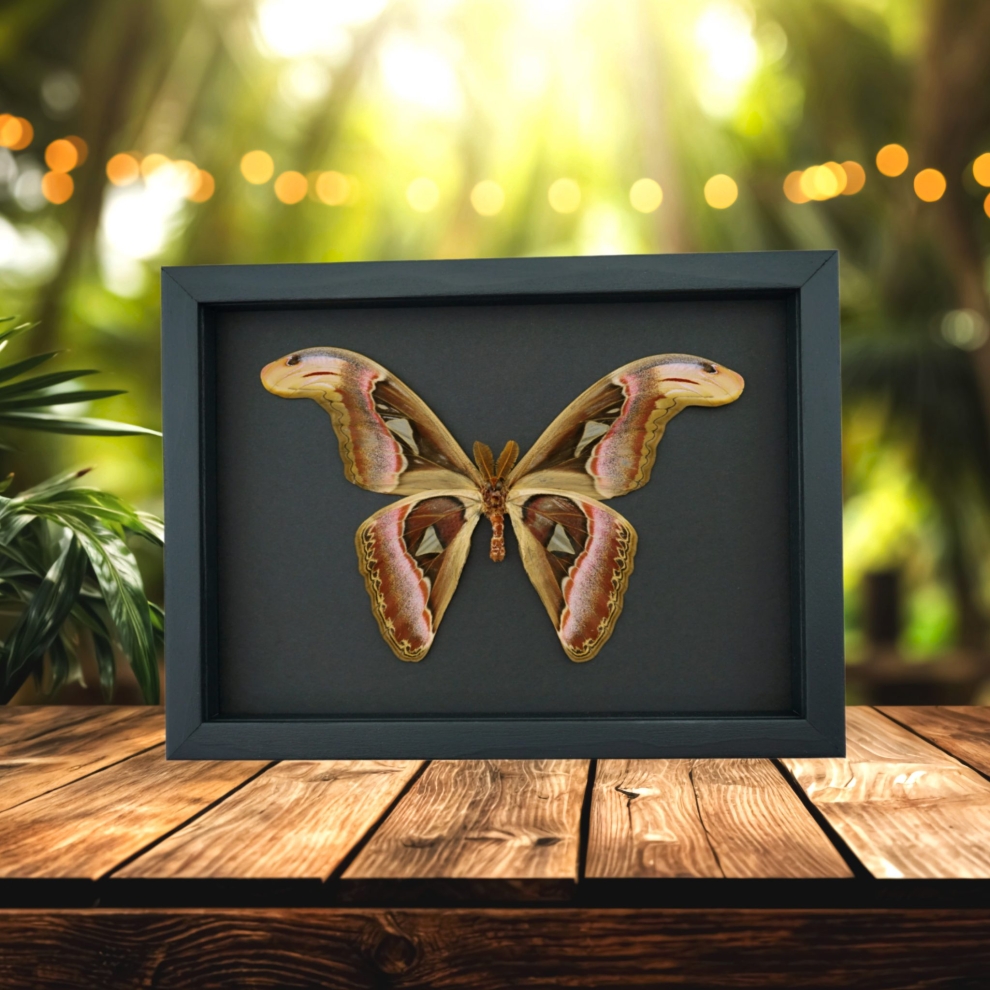 Atlas Moths - Attacus atlas moth - Framed by Butterfly Designs USA