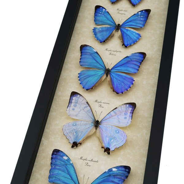 Butterfly Sets Real framed butterflies - We offer a large variety