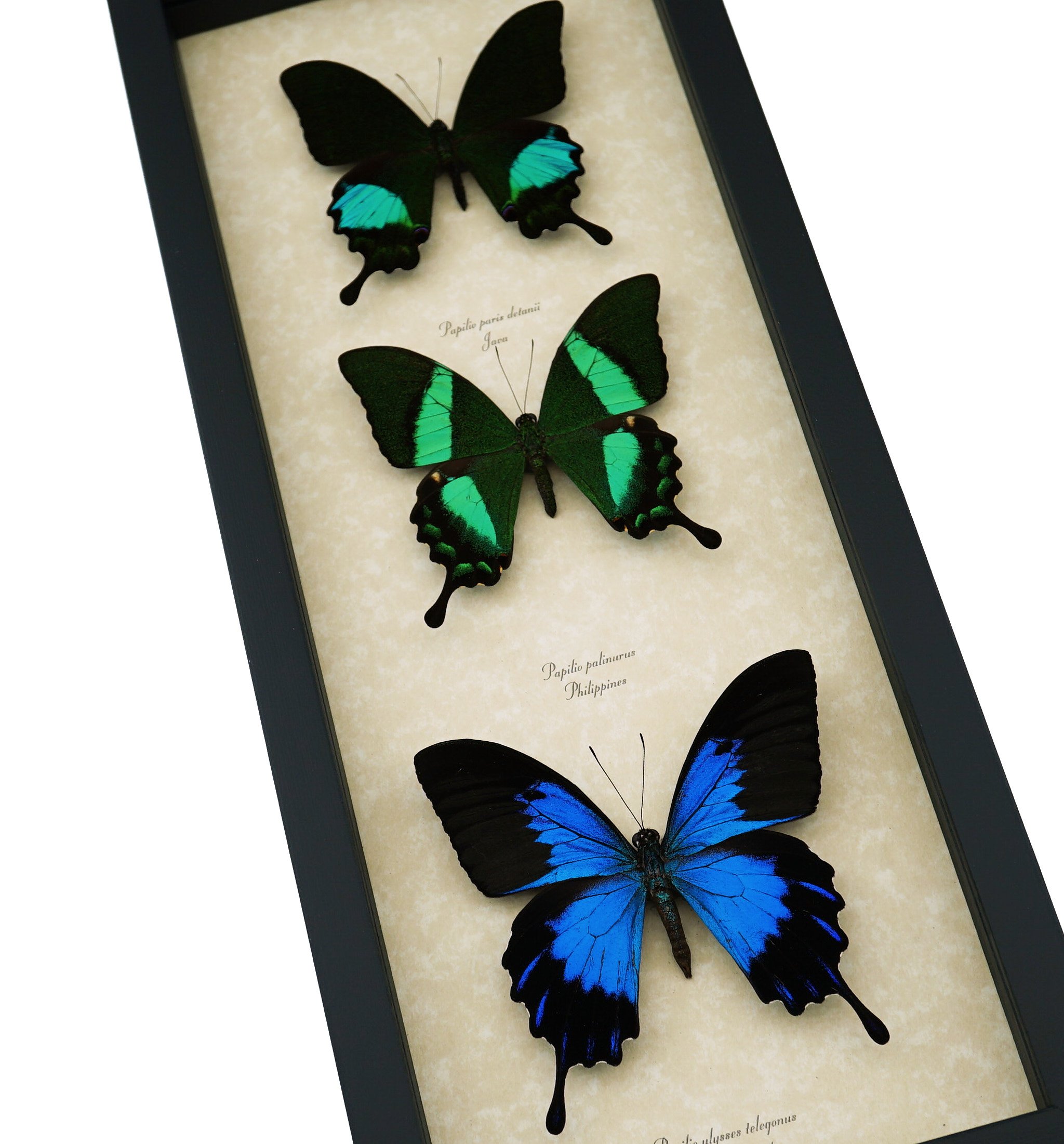 Butterfly Trio Papilio paris palinurus ulysses telegonus