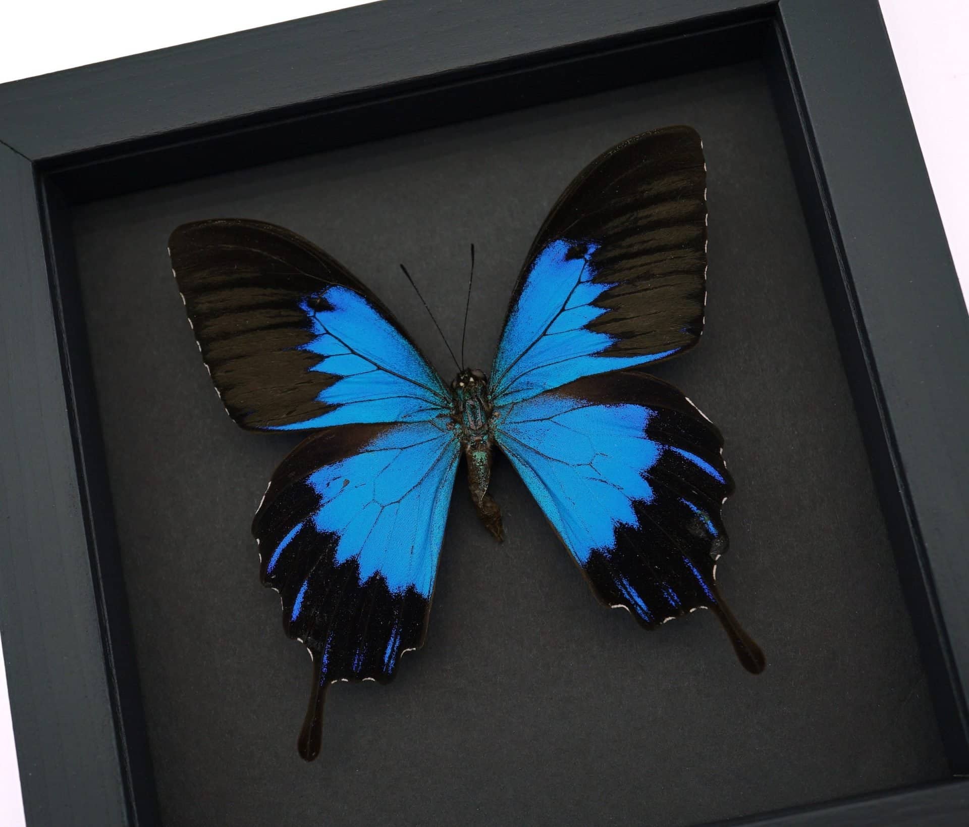 Papilio ulysses telegonus Blue Mountain Swallowtail