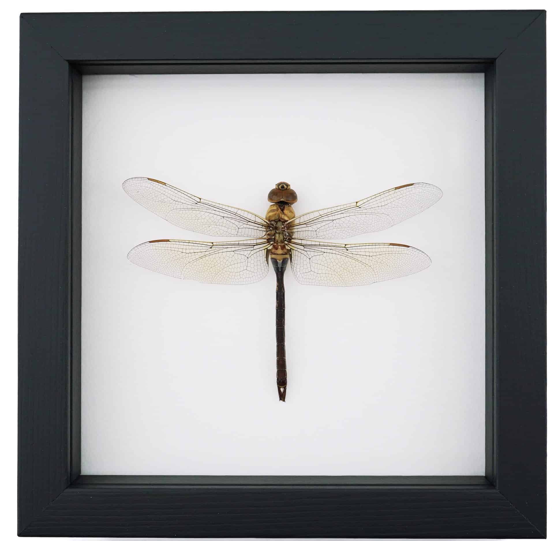 Anax junius Green Darner dragonfly - Real Framed Taxidermy