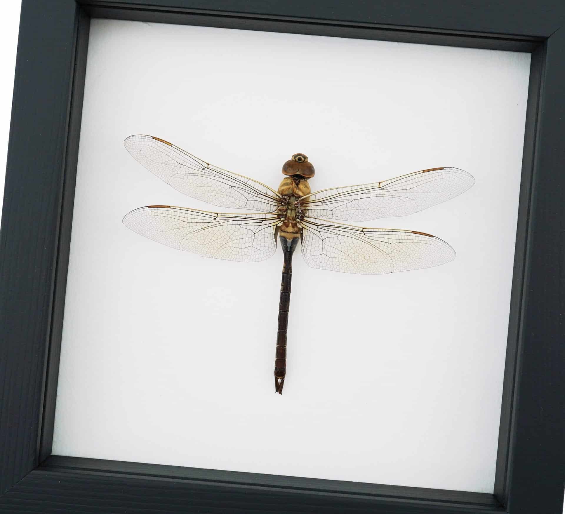 Anax junius Green Darner dragonfly - Real Framed Taxidermy