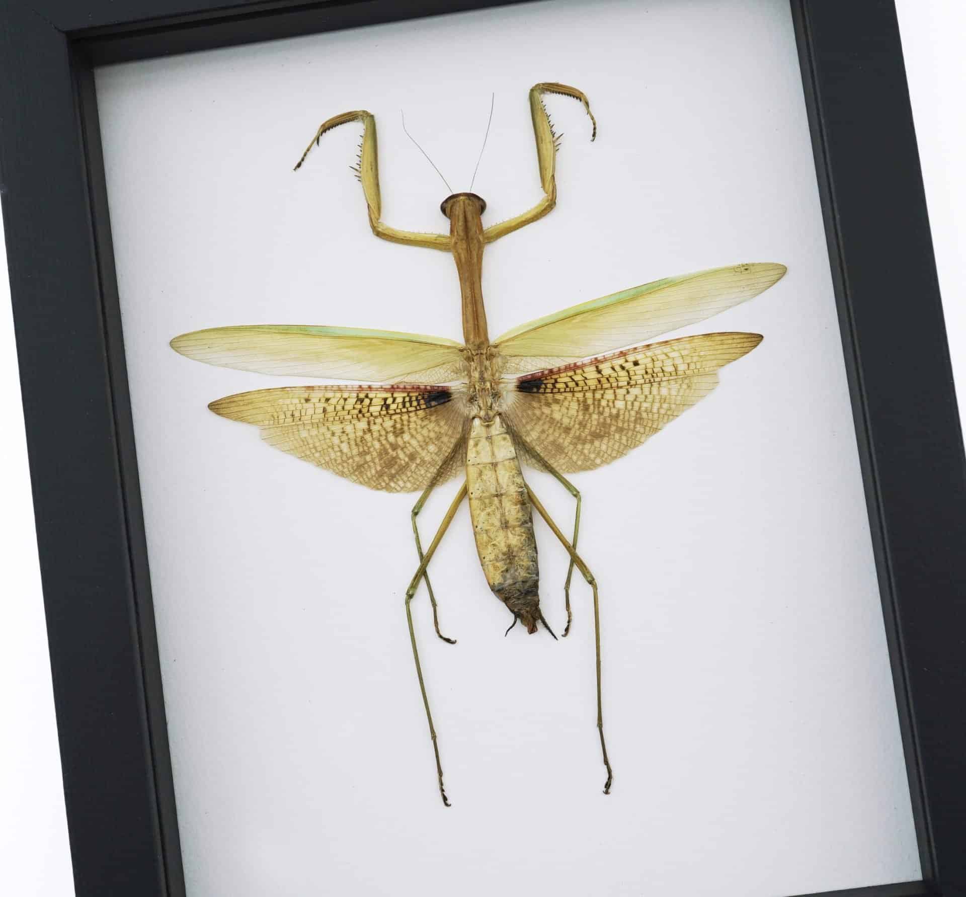 Tenodera sinensis Large Dead Leaf Praying Mantis - Framed Insect