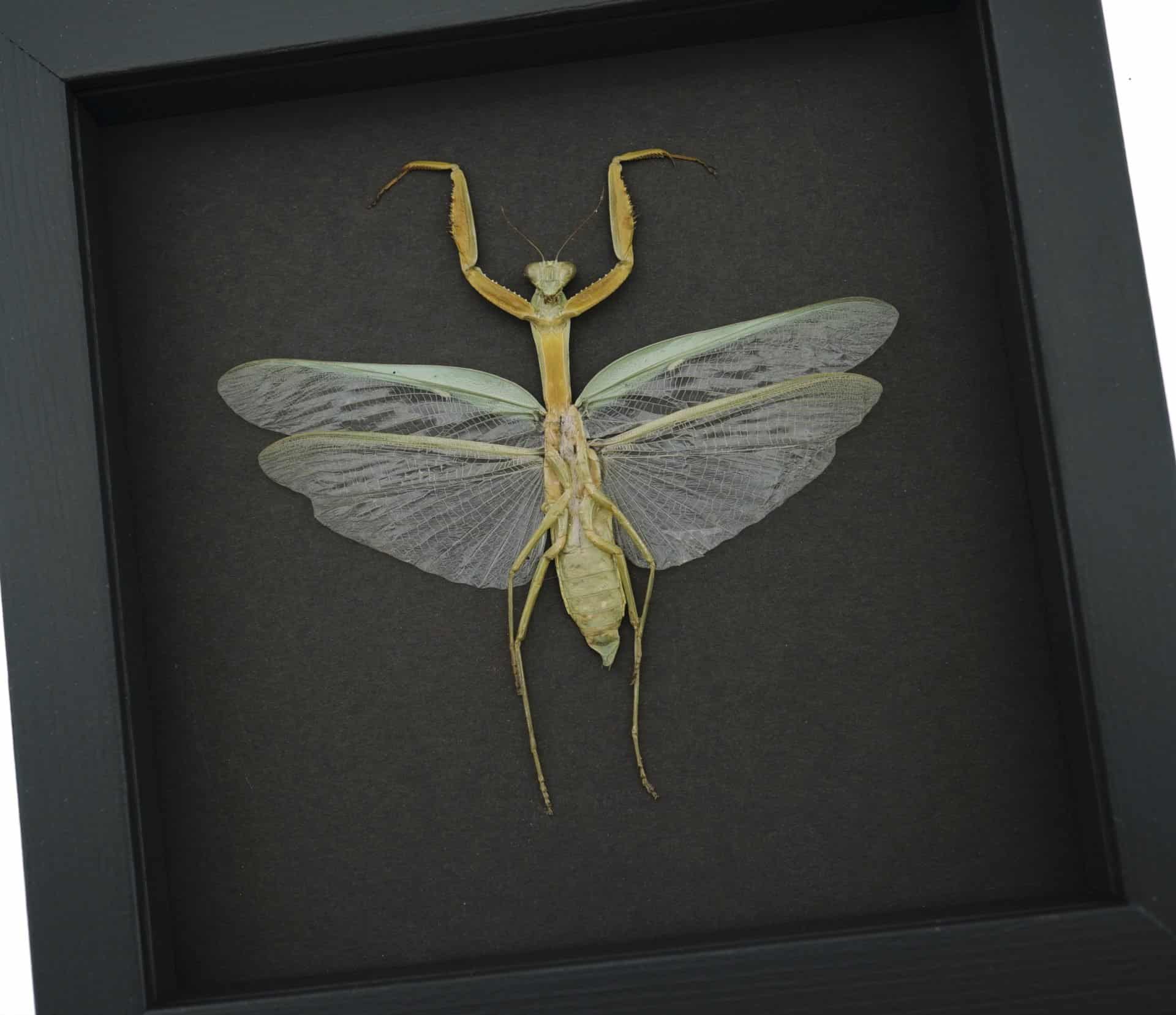 Real Green Praying Mantis - Framed Insect Taxidermy Moonlight