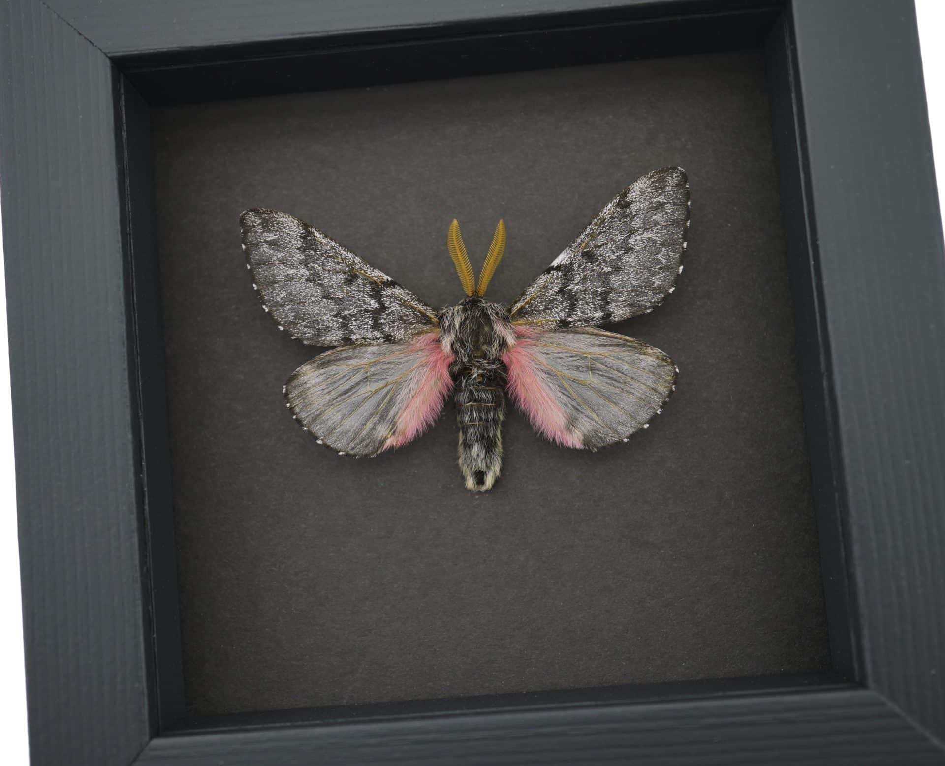 Coloradia doris Pink Furry Doris Pine Moth - Real Framed Taxidermy