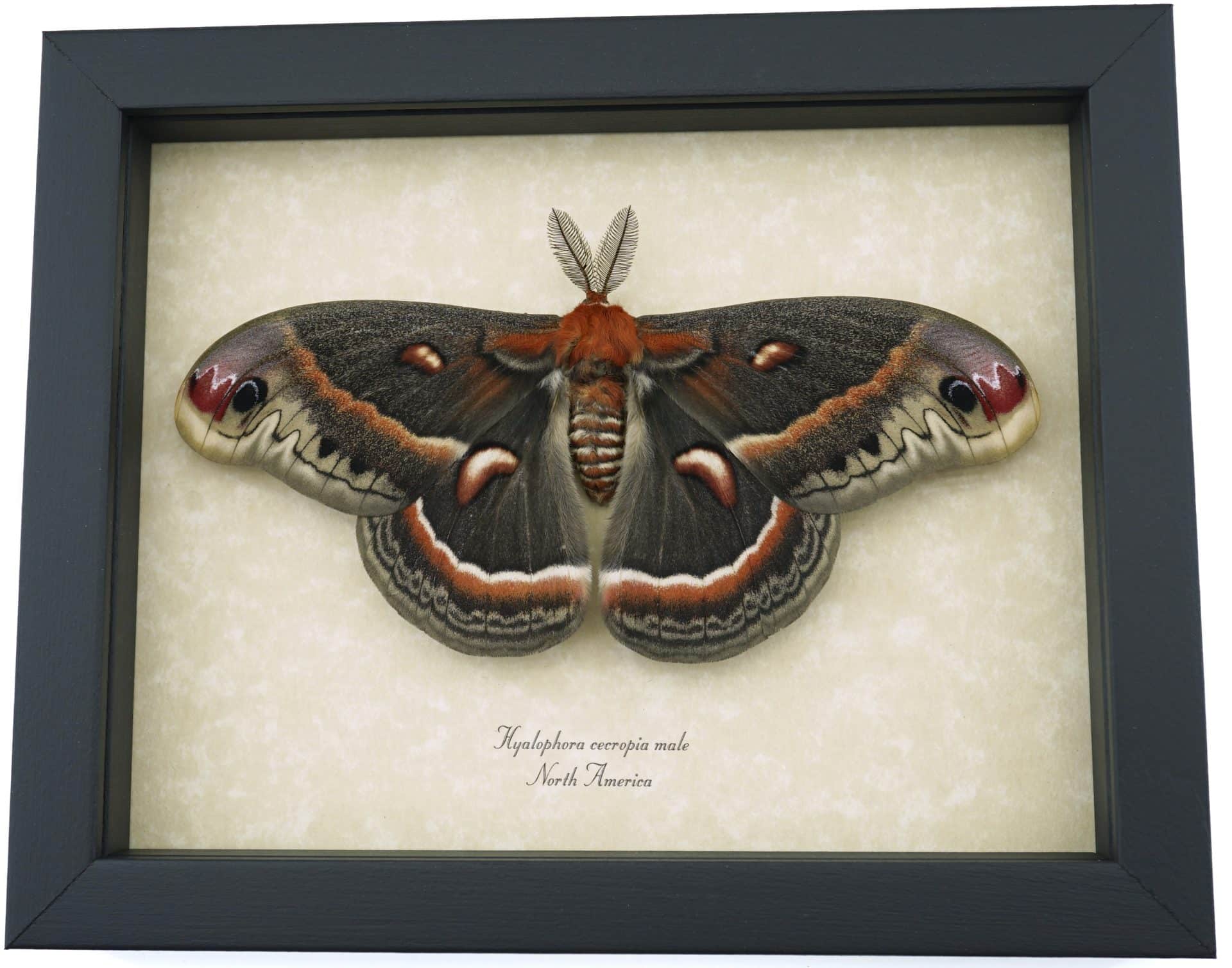 6.5 inch x 8 inch Framed Insect Displays - Shop By Size Butterflies