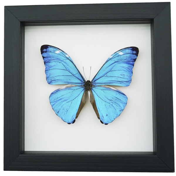 Morpho adonis - Blue Morpho Butterfly - Real Framed Butterfly