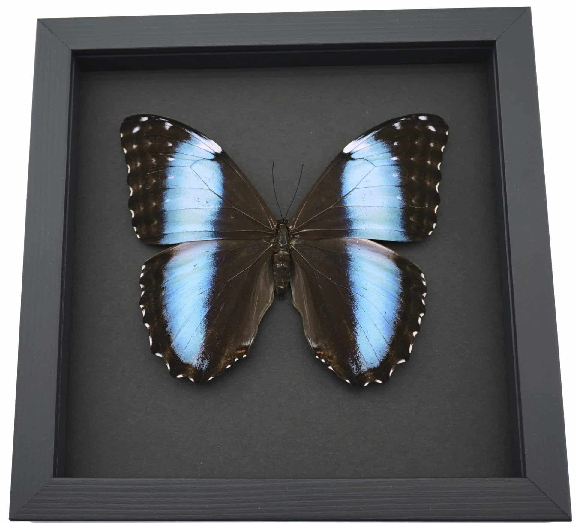 Morpho deidamia mariae Female - XL 5 1/4"+ Wingspan Framed