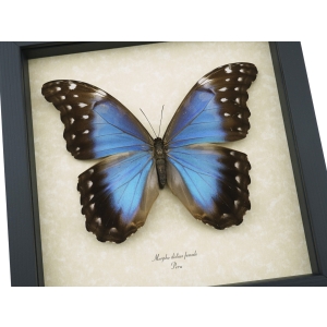 Morpho didius Female 5 3/4" Wingspan - Giant Blue Morpho