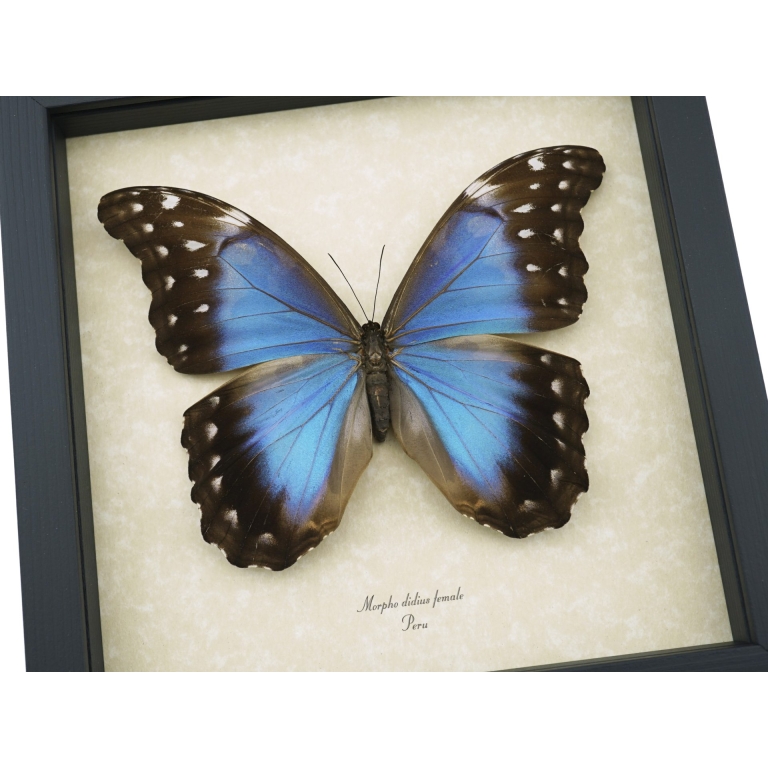 Morpho didius Female 5 3/4" Wingspan - Giant Blue Morpho