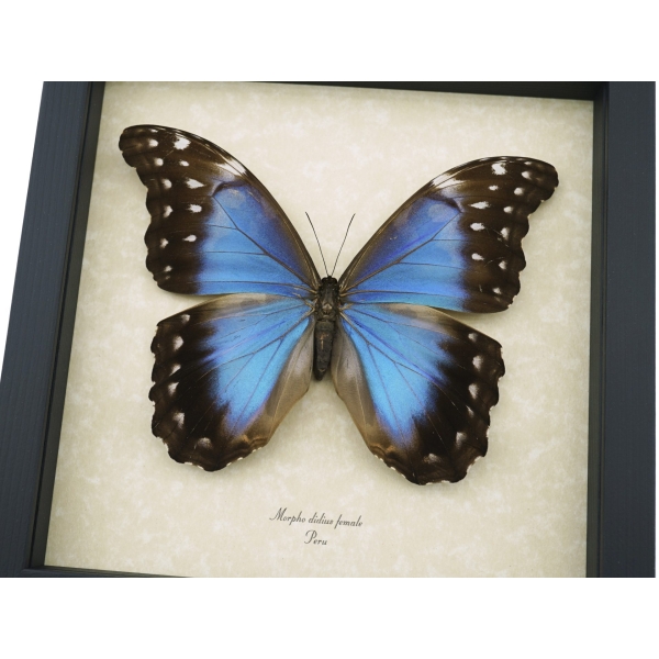 Morpho Butterflies Real framed Blue Morpho butterflies