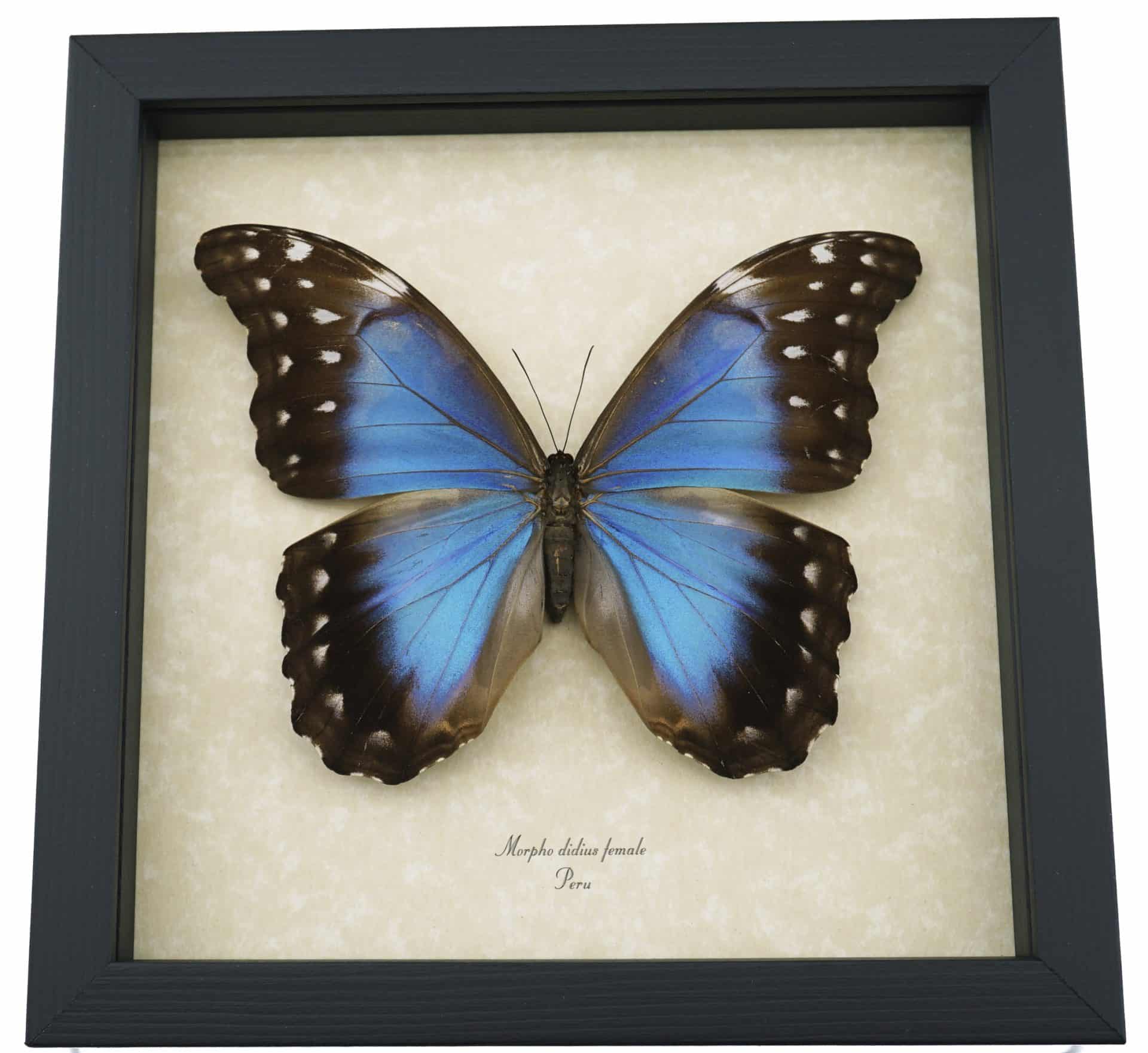 Morpho didius Female 5 3/4" Wingspan - Giant Blue Morpho