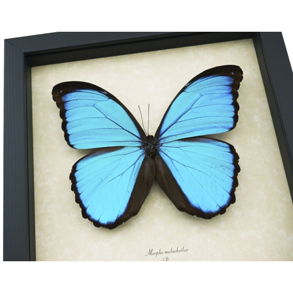 Morpho melacheilus XL 5 1/4"+ Wingspan - Framed Blue Morpho