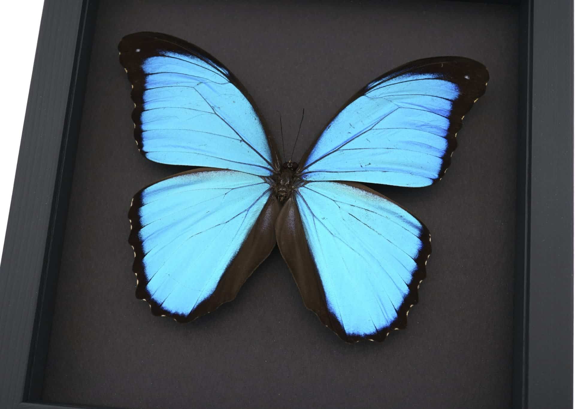 Morpho melacheilus XL 5 1/4"+ Wingspan - Framed Blue Morpho