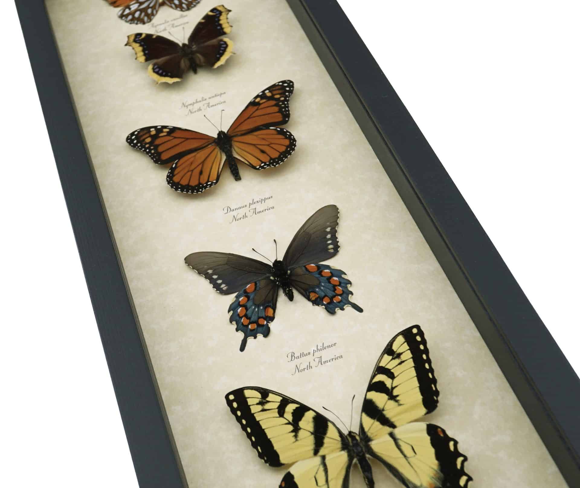 North American Butterfly Collection - real framed butterflies