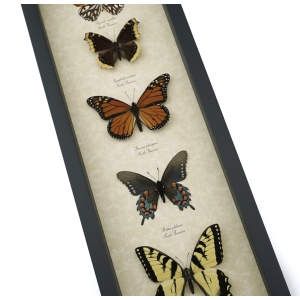 North American Butterfly Collection - real framed butterflies