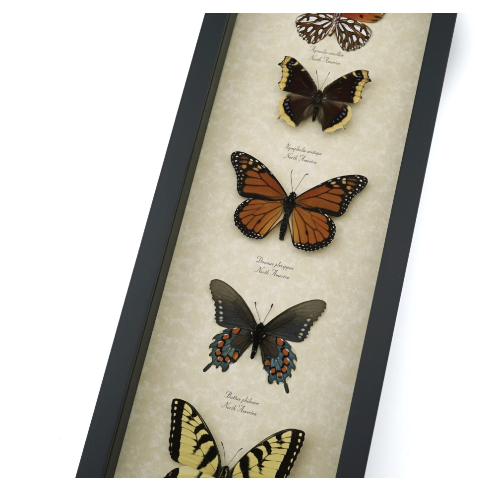 North American Butterfly Collection - real framed butterflies