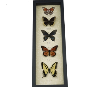 North American Butterfly Collection - real framed butterflies