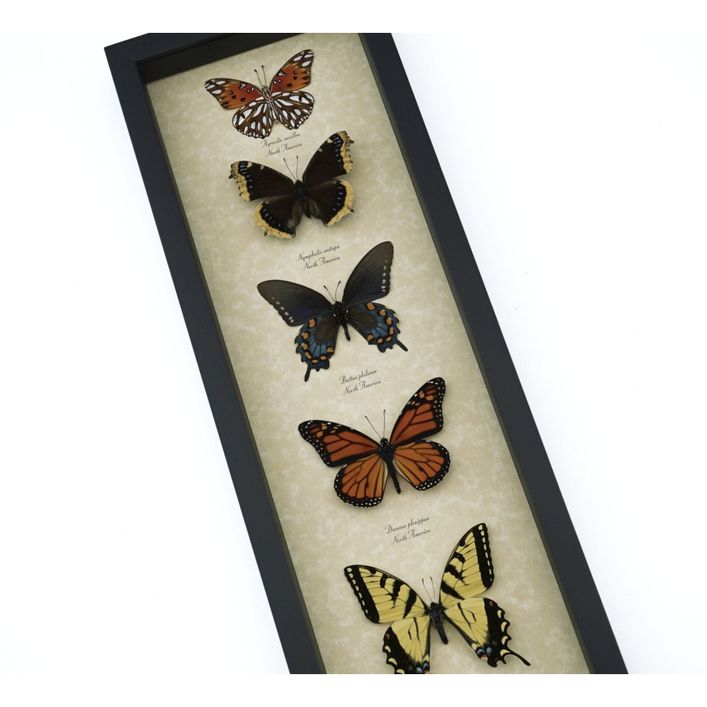 North American Butterfly Collection - real framed butterflies