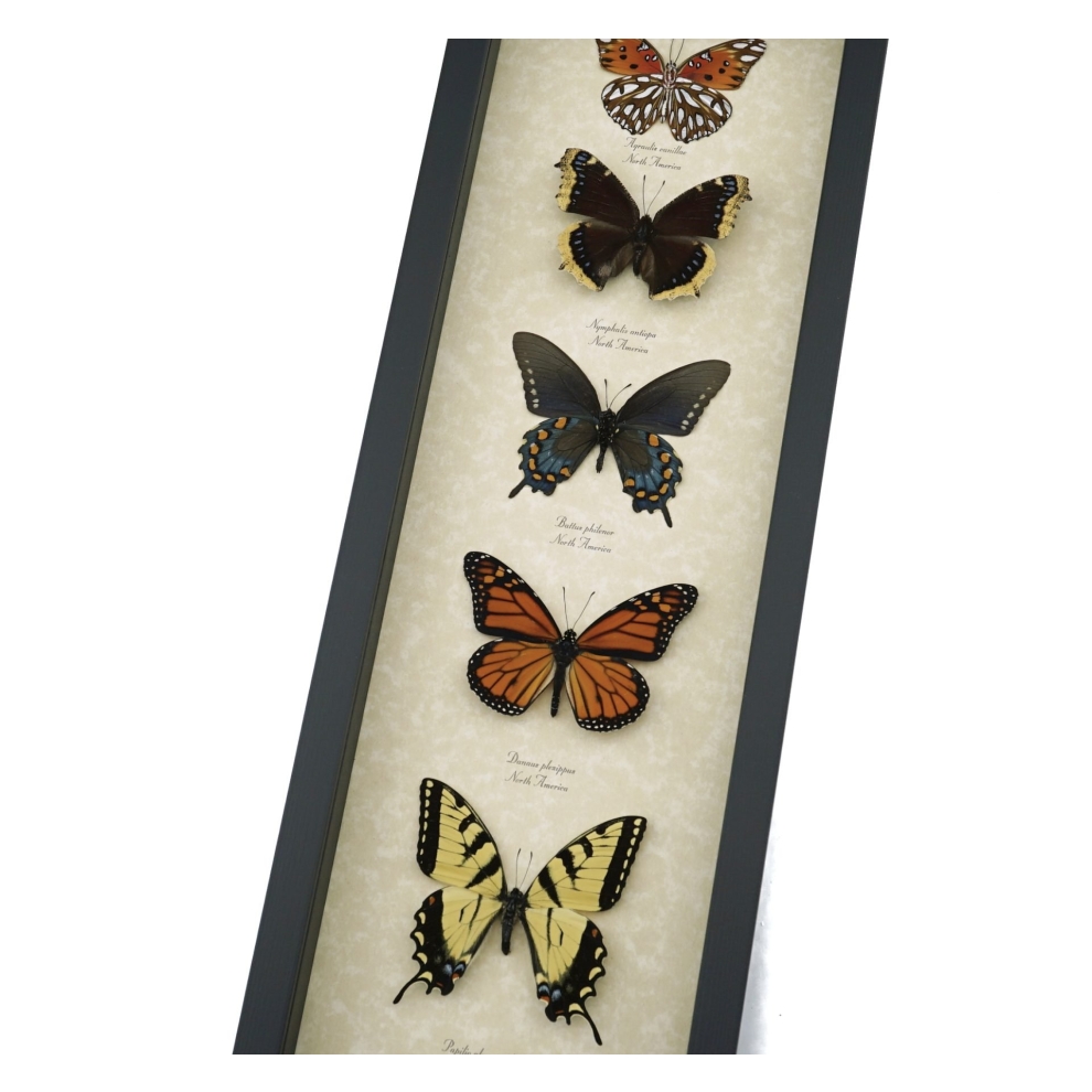 North American Butterfly Collection - real framed butterflies