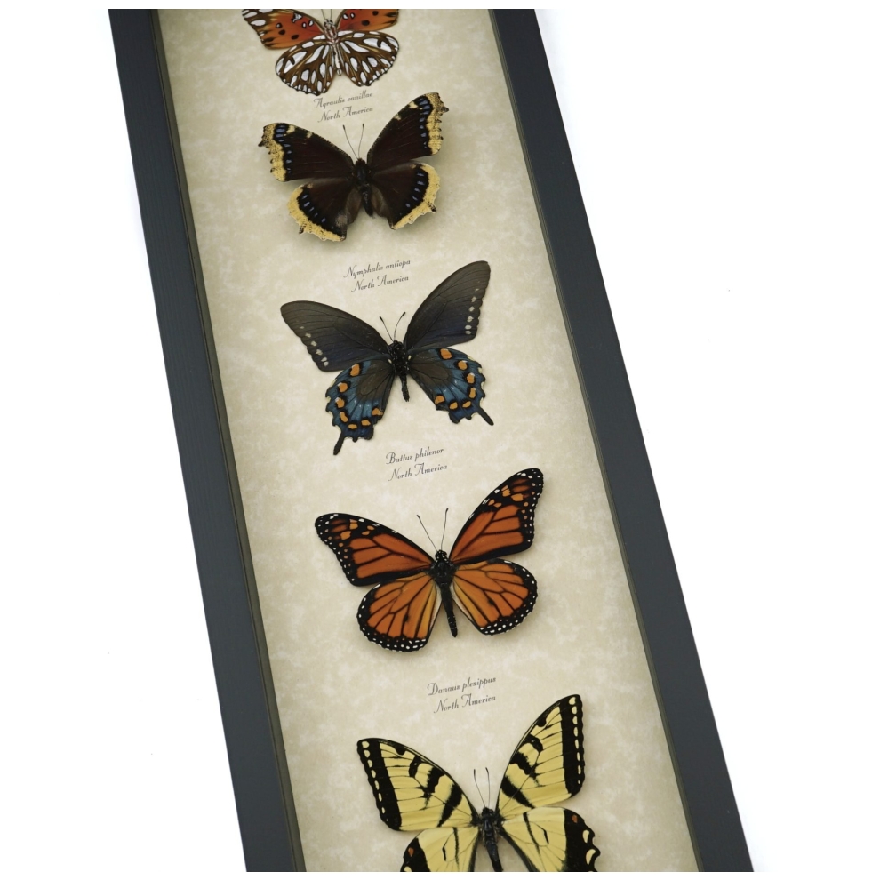 North American Butterfly Collection - real framed butterflies
