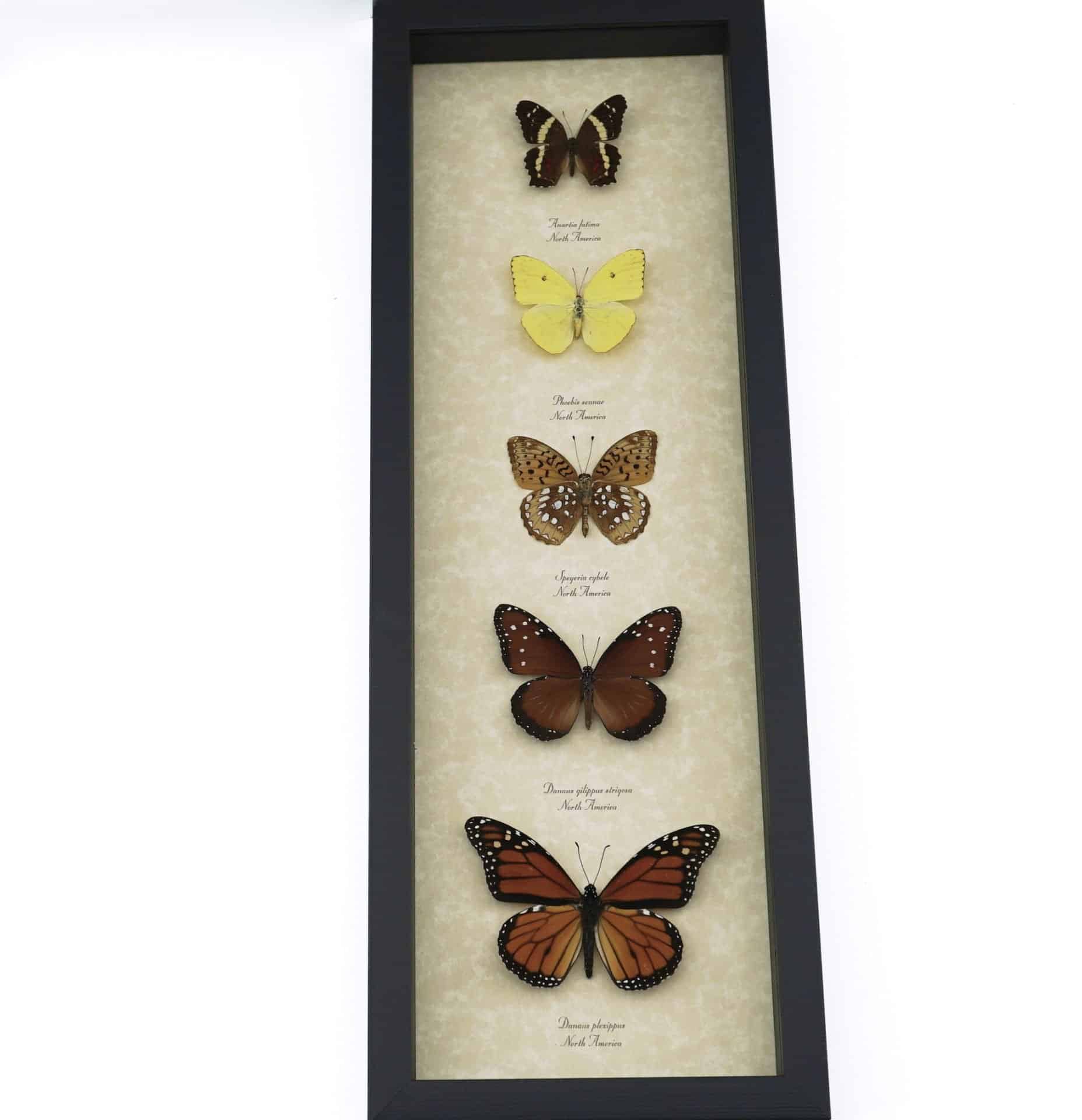 North American Butterfly Collection - Framed Butterflies Taxidermy