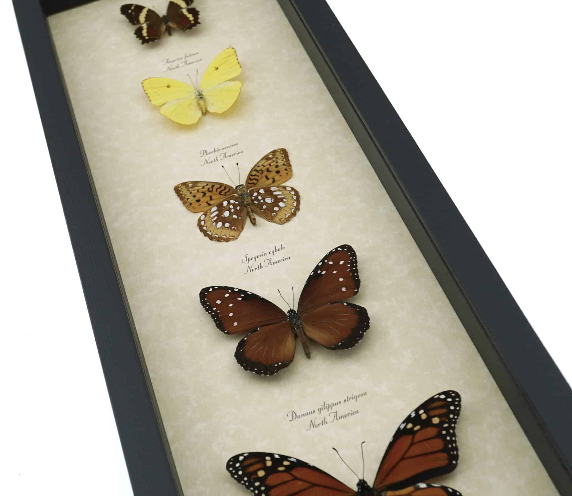 North American Butterfly Collection - Framed Butterflies Taxidermy